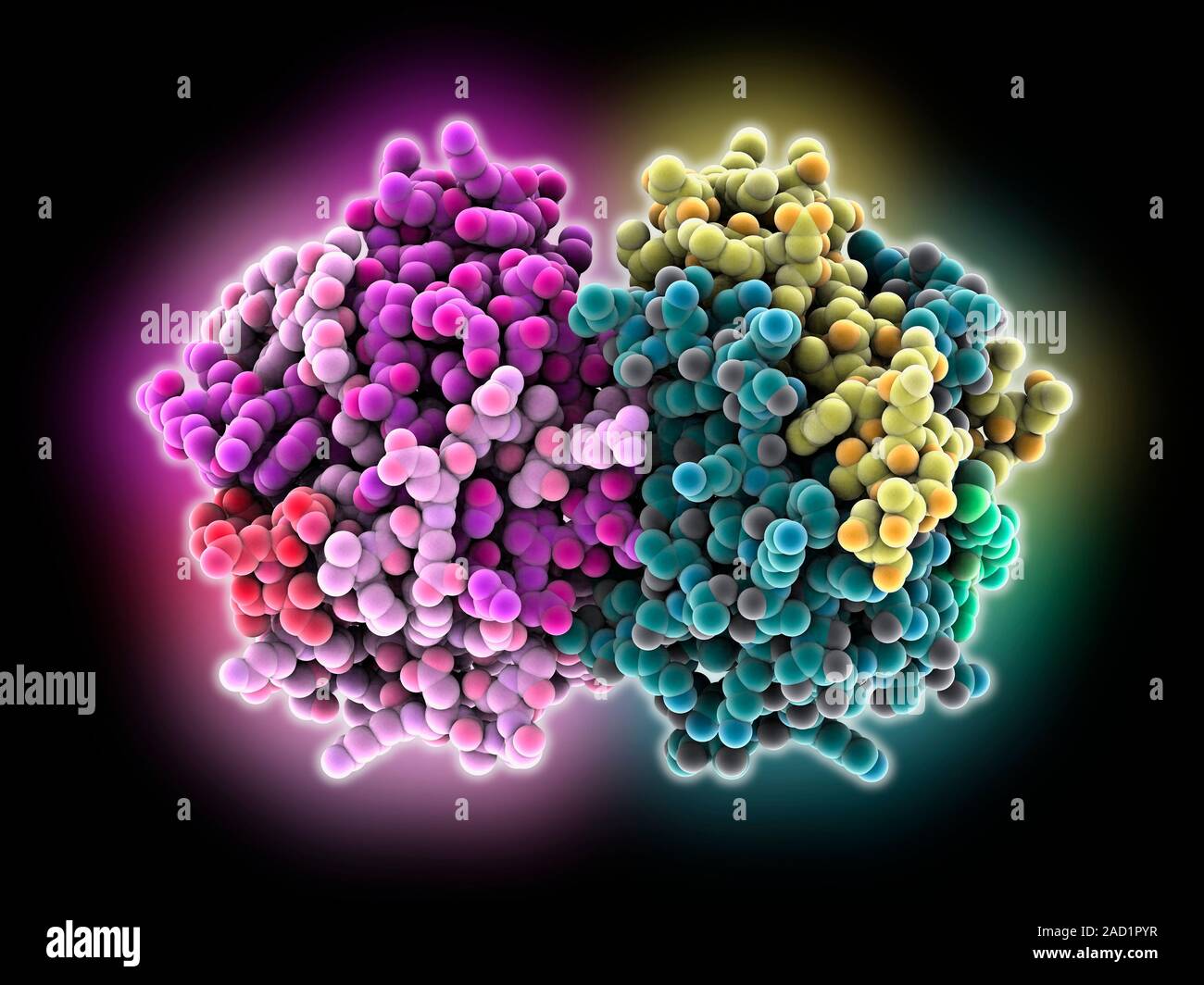 Chymotrypsin digestive enzyme, molecular model. Chymotrypsin is a ...