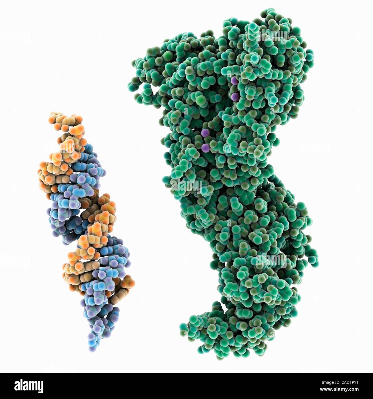 RNA interference molecules. Molecular models of an RNA interference ...