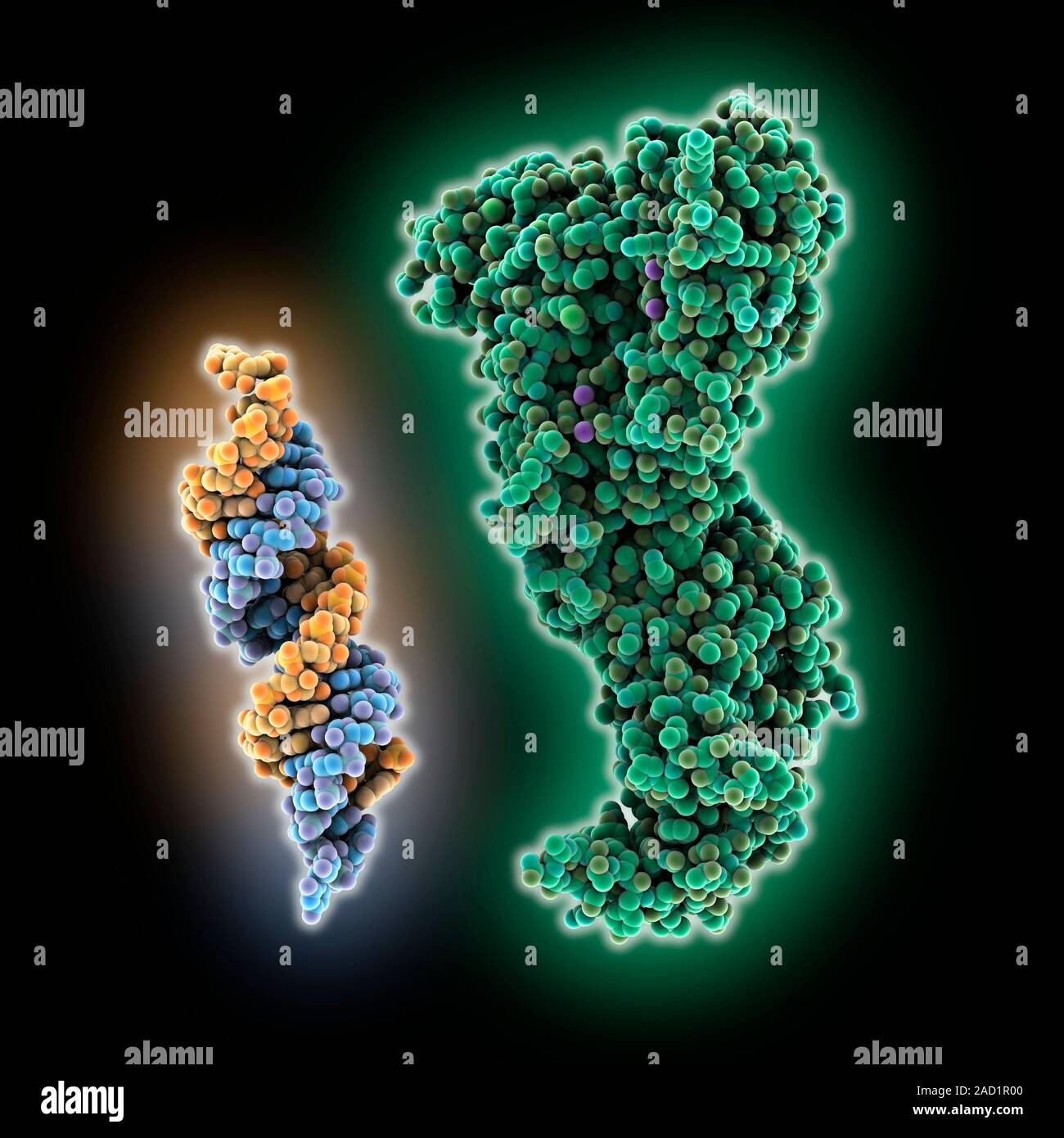 RNA interference molecules. Molecular models of an RNA interference ...