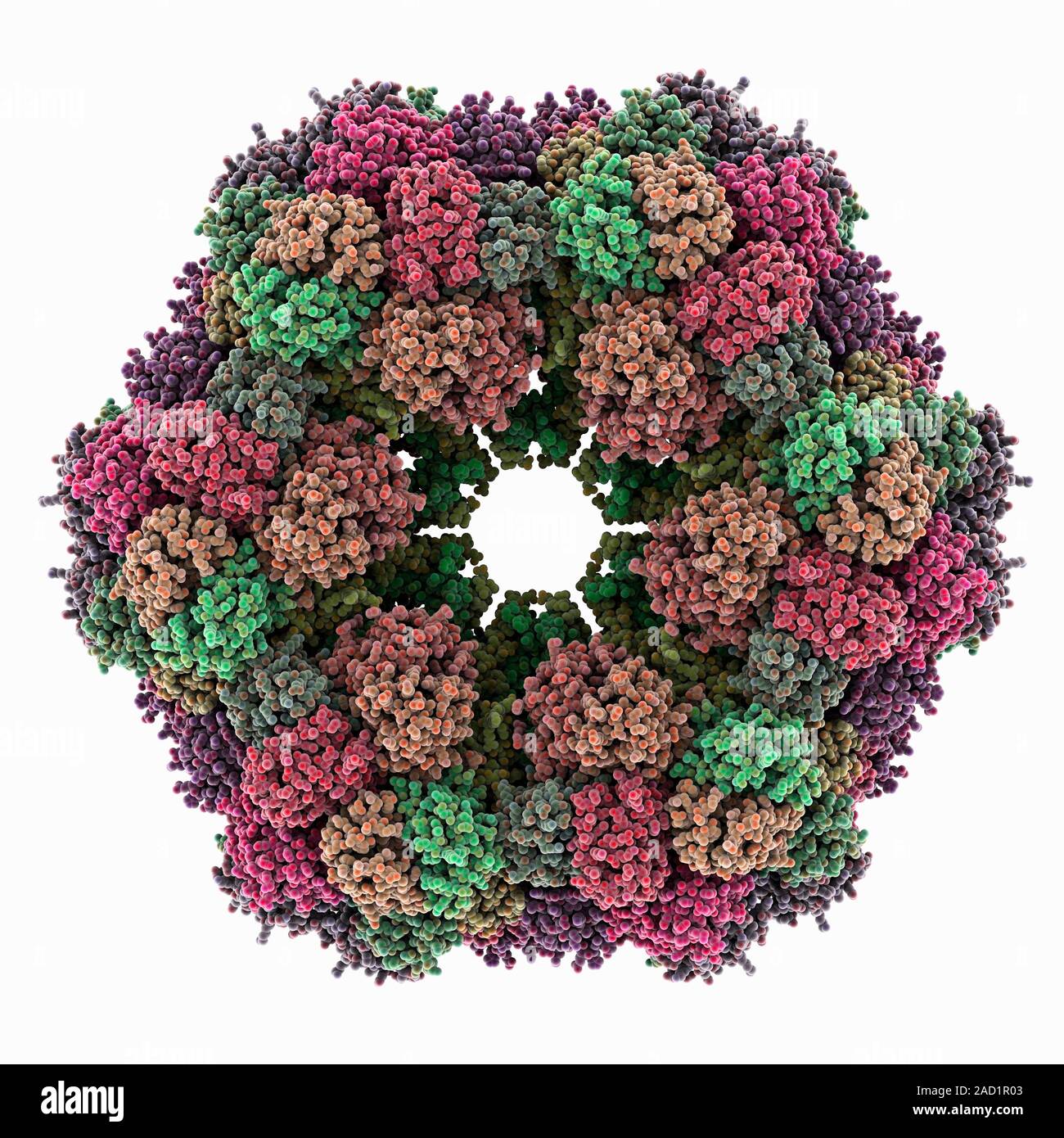 Molecular model of an erythrocruorin oxygen-carrying protein from an ...