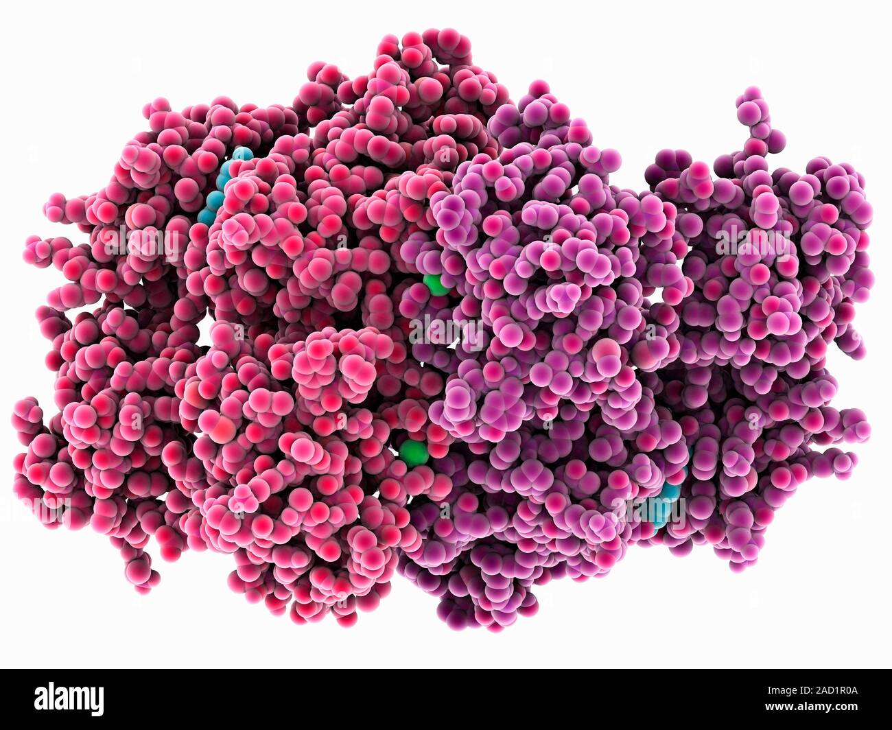Molecular model of the tyrosine kinase haemopoietic cell kinase (hck ...