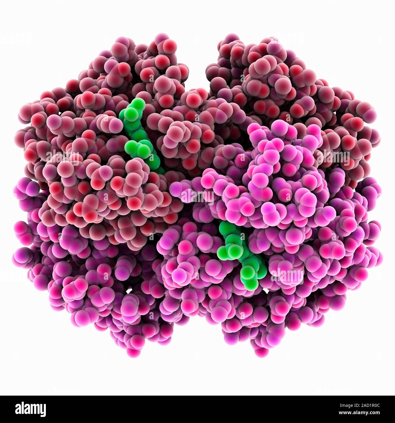 Carboxyhaemoglobin, molecular model. This is a complex of the oxygen ...