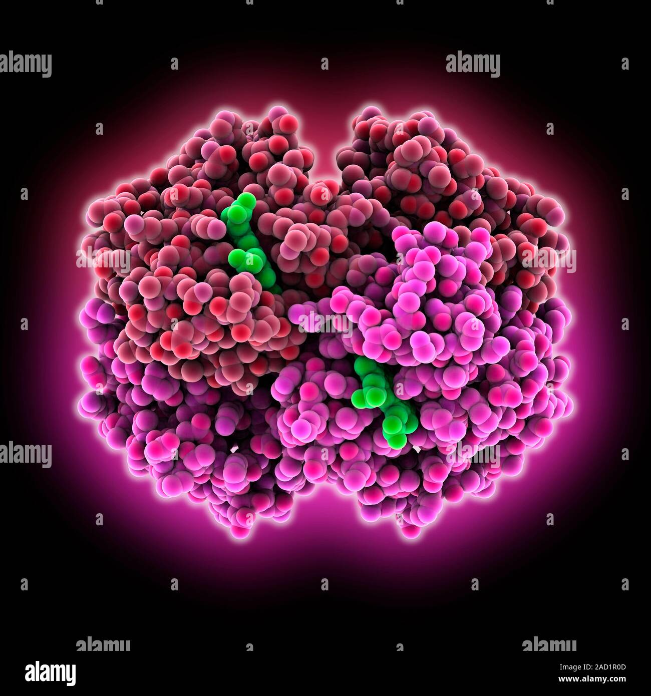 Carboxyhaemoglobin, molecular model. This is a complex of the oxygen ...