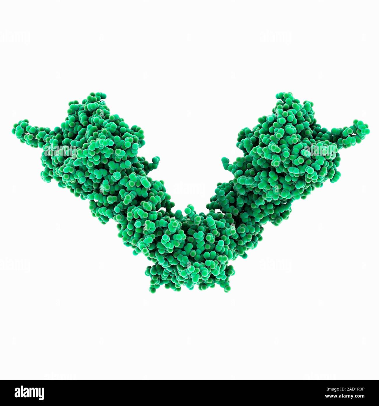 Heat shock protein 90 (Hsp90) chaperone complex, molecular model. Hsp90 ... Heat shock protein 90 (Hsp90) chaperone complex, molecular model. Hsp90 ...