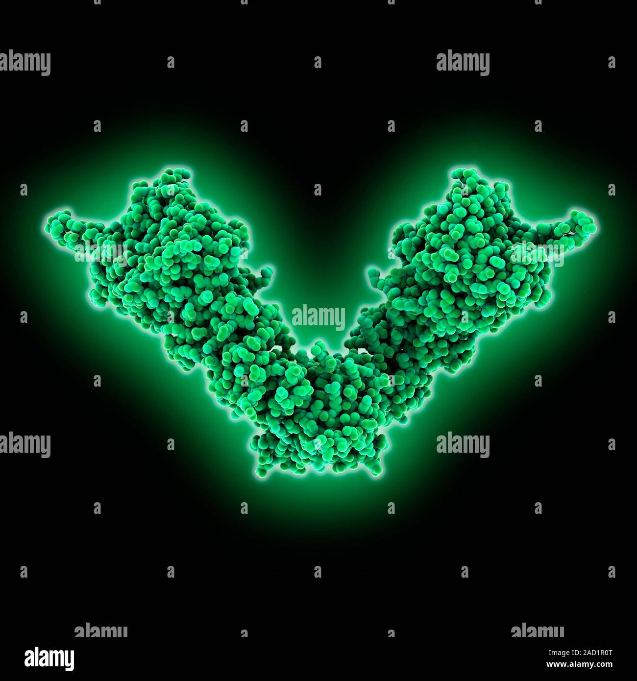 Heat shock protein 90 (Hsp90) chaperone complex, molecular model. Hsp90 ...