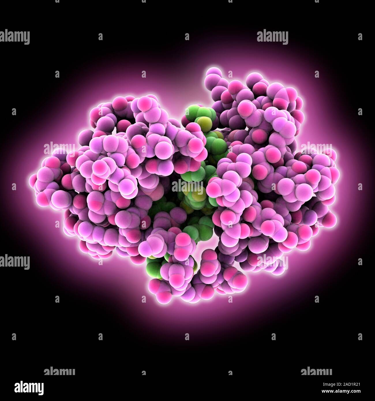 Molecular model of the calcium-binding protein calmodulin complexed ...