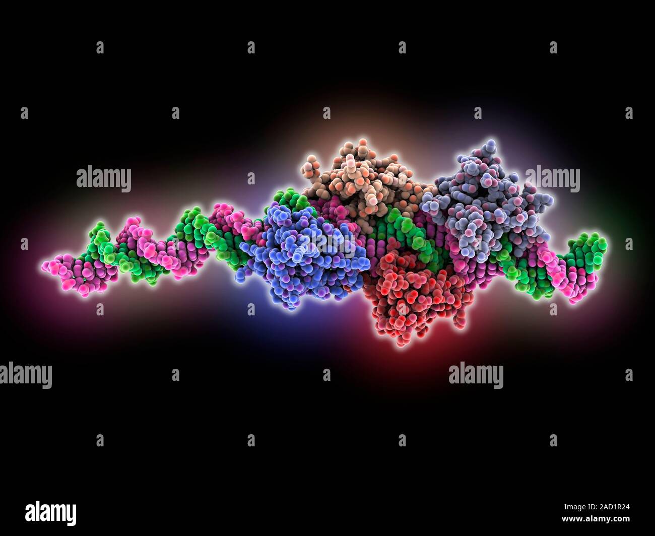Molecular model of interferon regulatory factor 3 (IRF3) bound to a DNA ...