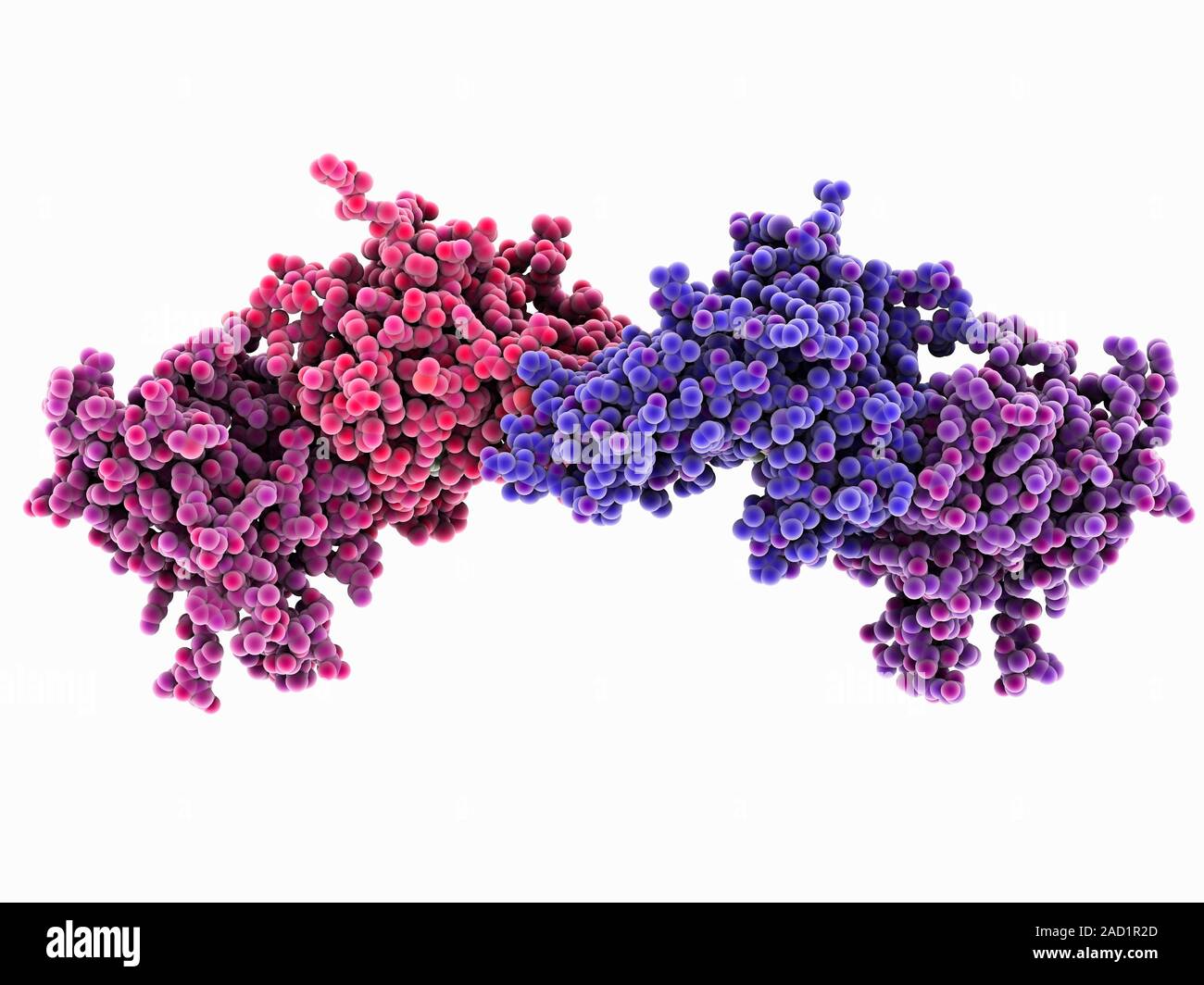 Molecular model of DNA methyltransferase 3A (DNMT3A). This enzyme acts to add methyl groups to ...