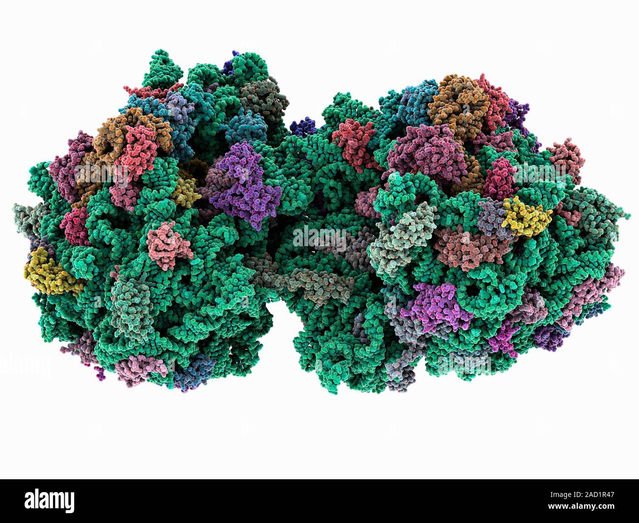 70S ribosome, molecular model. Ribosomes are composed of protein and ...