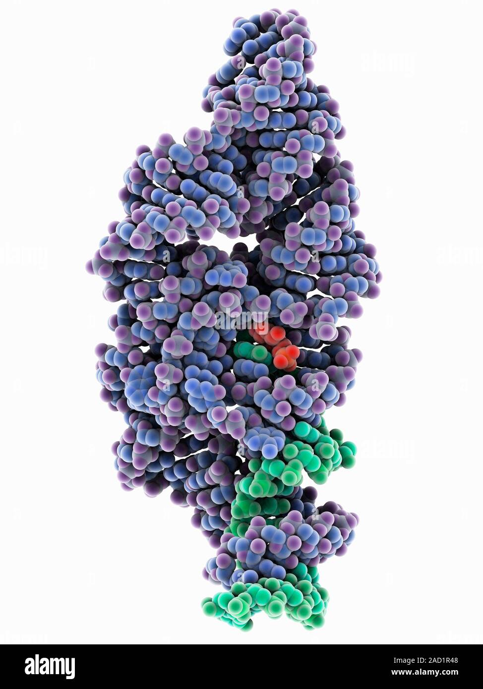 Molecular model of the glmS ribozyme complexed with glucosamine-6 ...