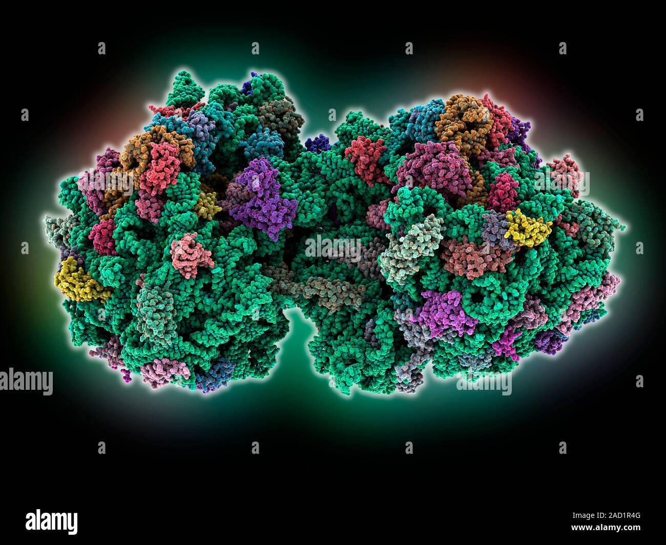 70S ribosome, molecular model. Ribosomes are composed of protein and ...