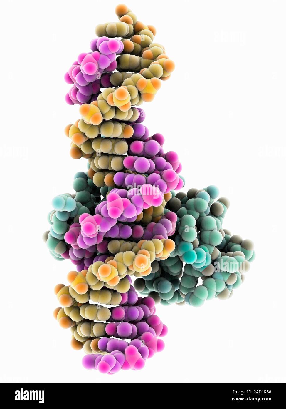 DNA and MECP2 complex. Molecular model of MECP2 (methyl CpG binding ...