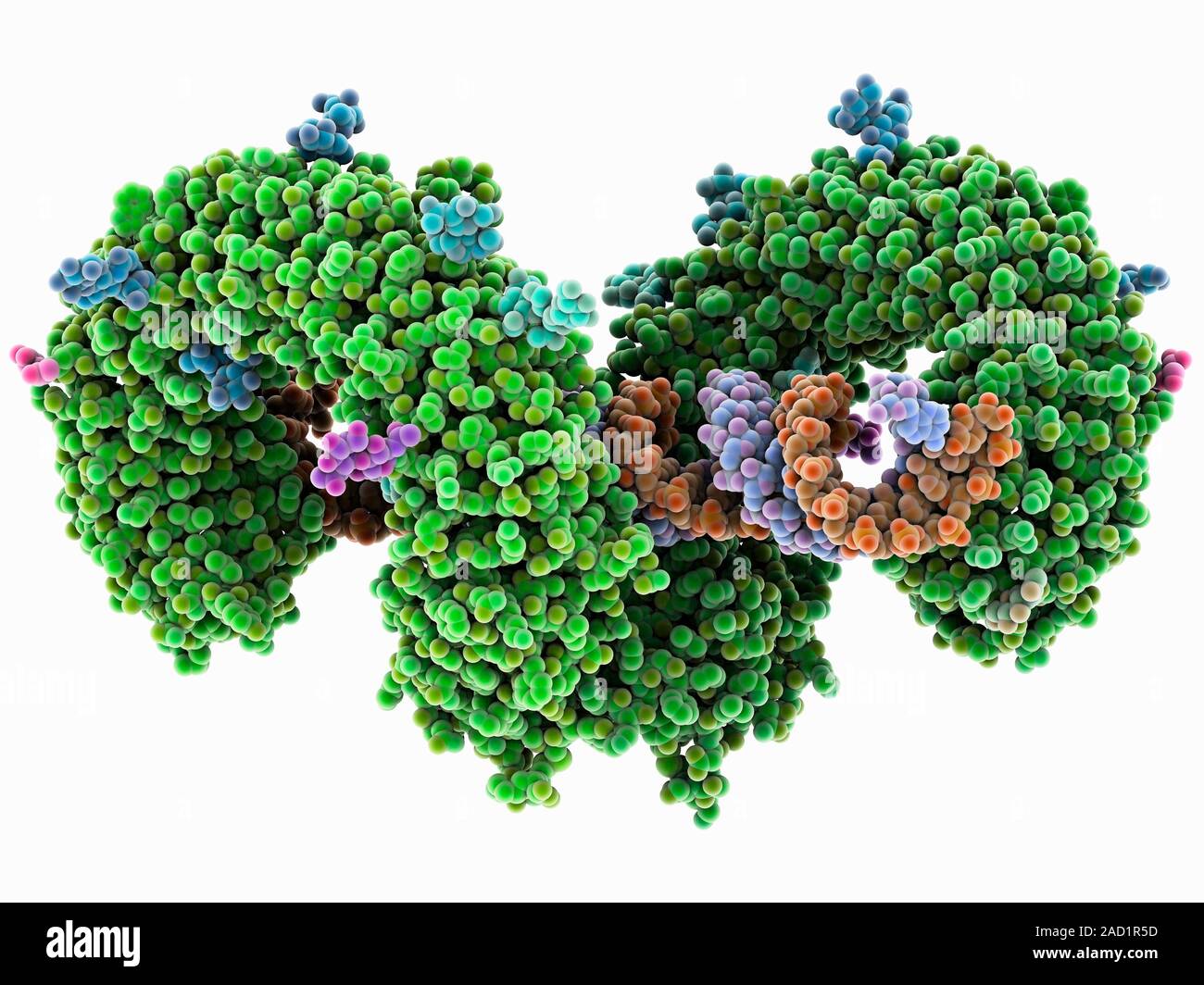 Toll-like receptor 3 and RNA . Molecular model of the toll-like receptor 3 (TLR3) protein bound ...