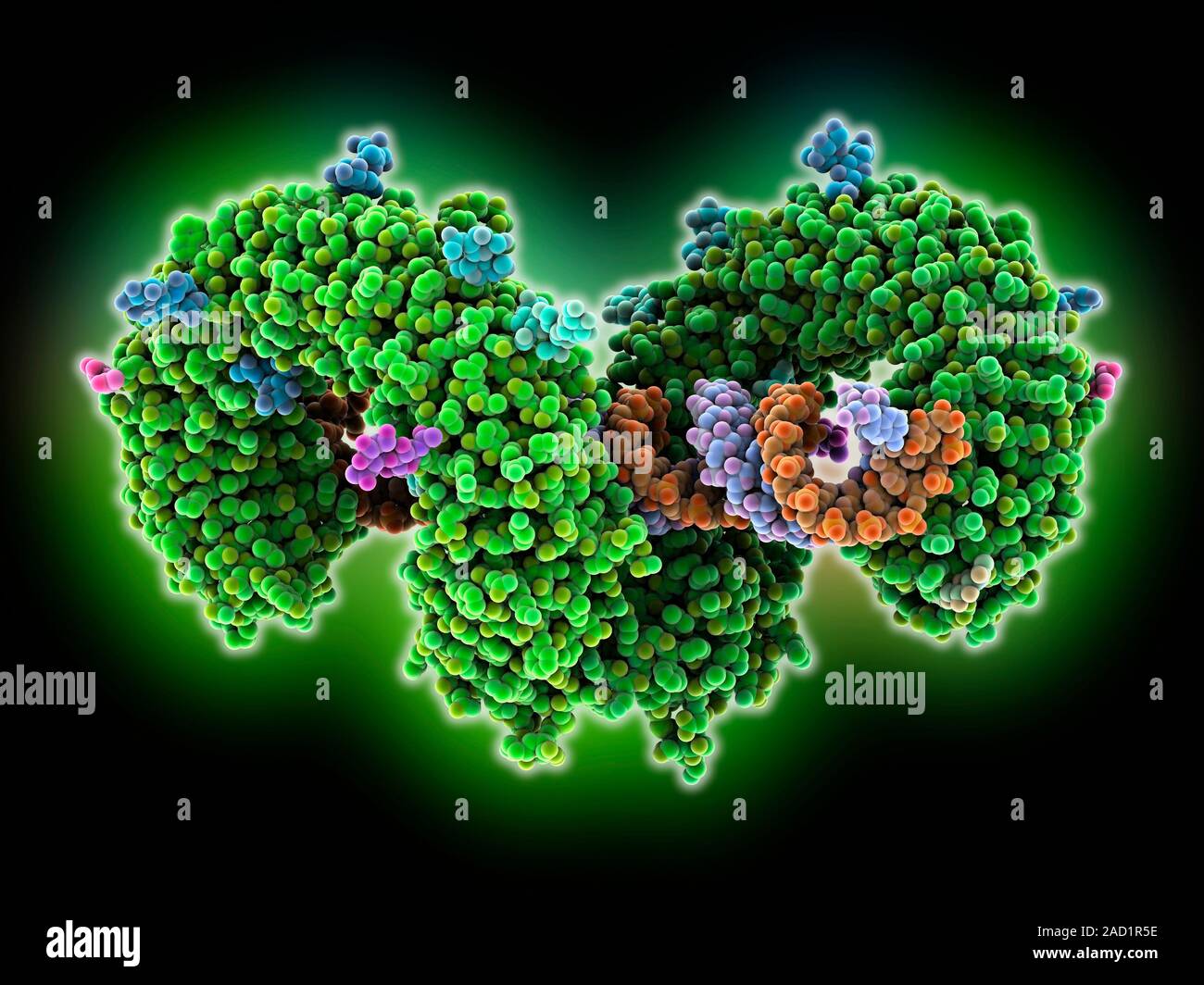 Toll-like receptor 3 and RNA . Molecular model of the toll-like ... Toll-like receptor 3 and RNA . Molecular model of the toll-like ...