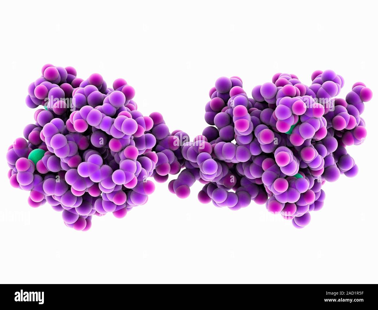 Calcium-binding protein. Molecule model of the calcium-binding protein ...