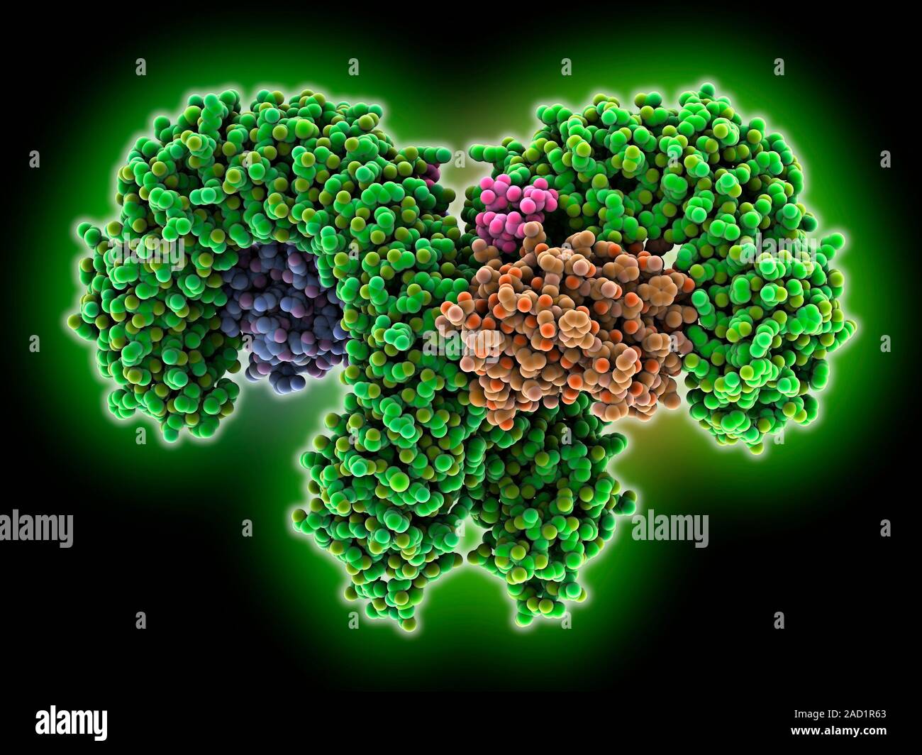 Human pathogen recognition molecule. Molecular model of a complex ...