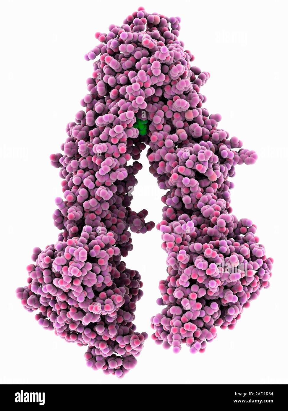 Molecular model of a P-glycoprotein 1, a cell membrane protein that ...