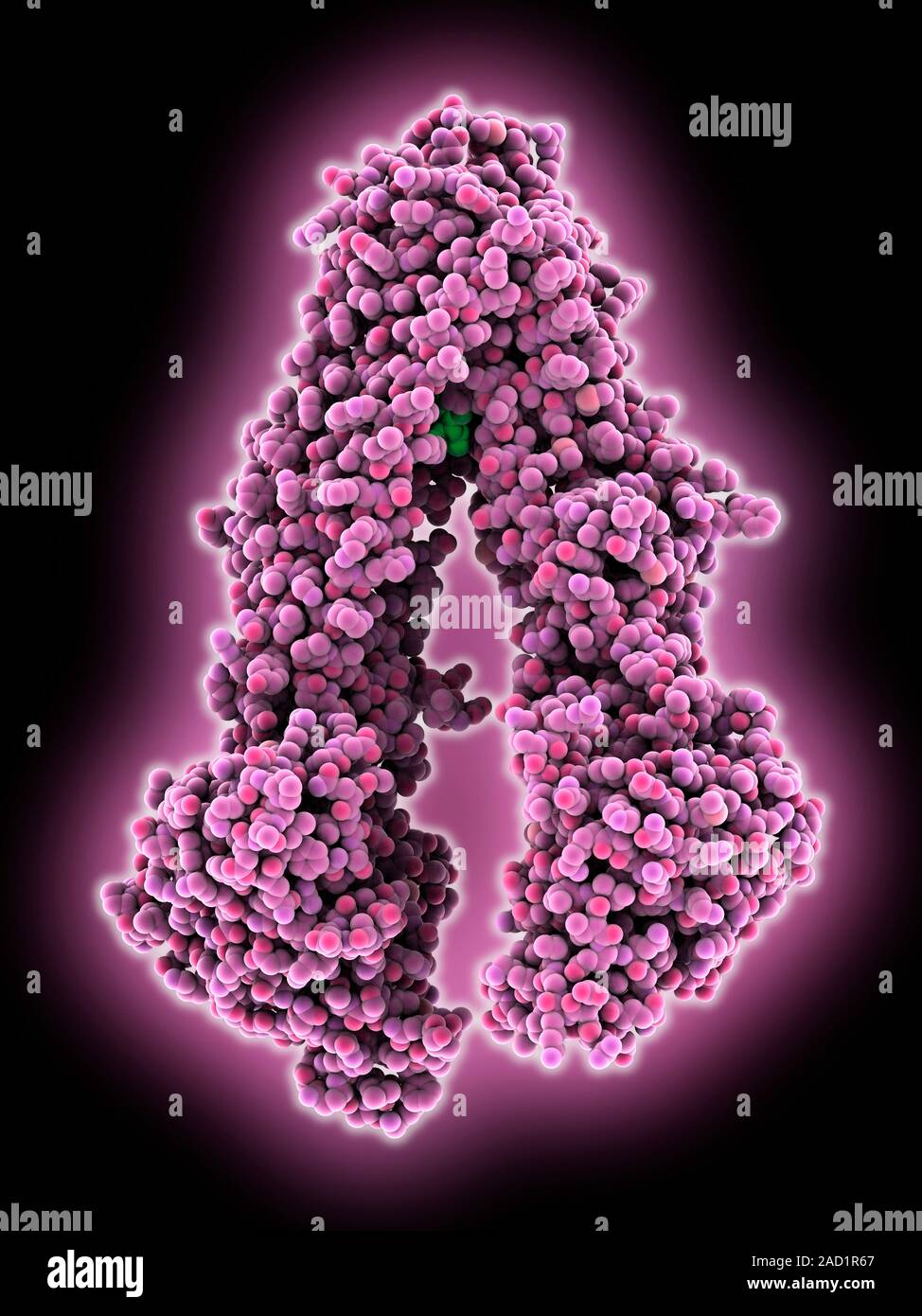 Molecular model of a P-glycoprotein 1, a cell membrane protein that ...