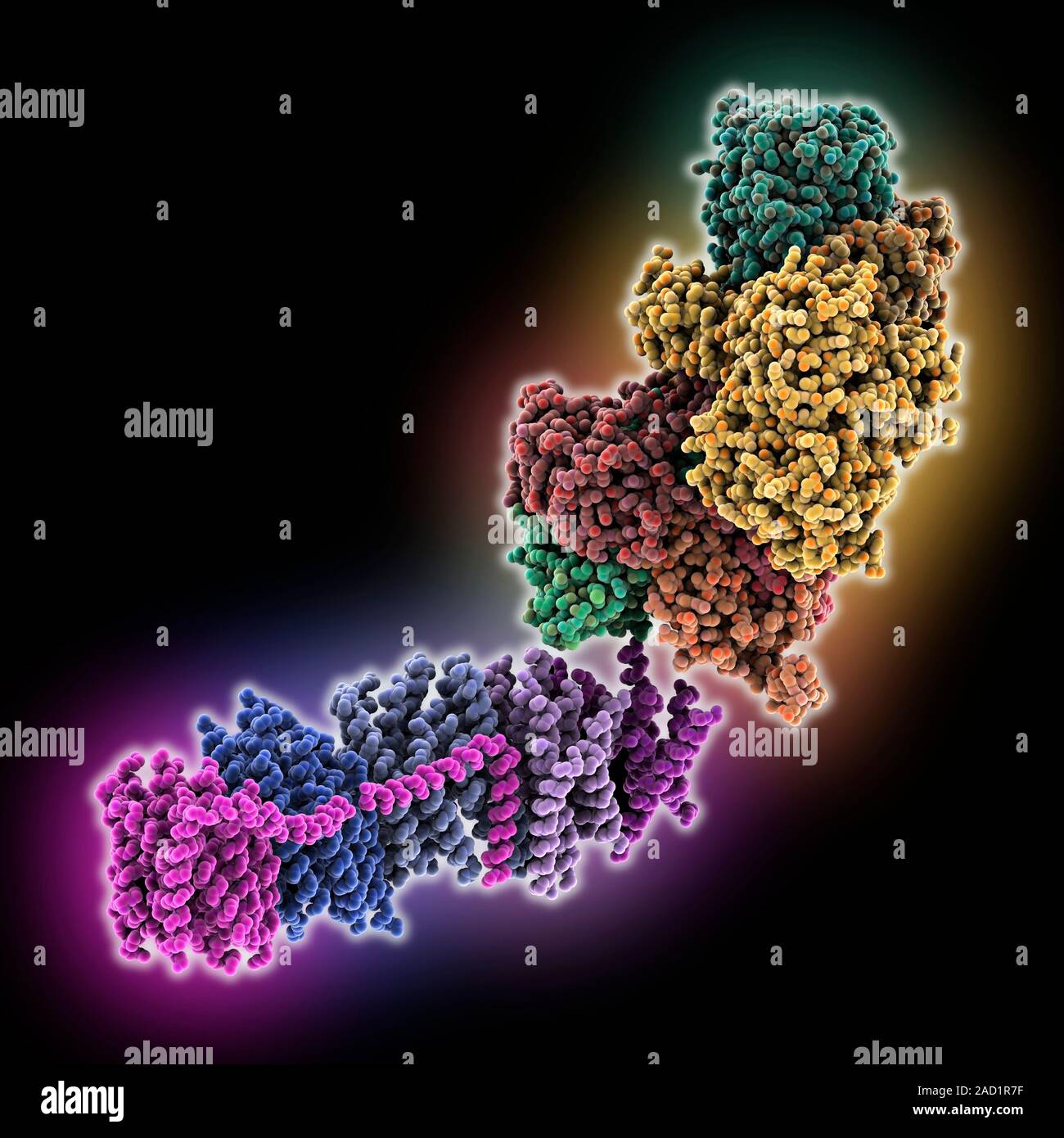 Oxidoreductase enzyme complex. Molecular model of a complex of NADH ...