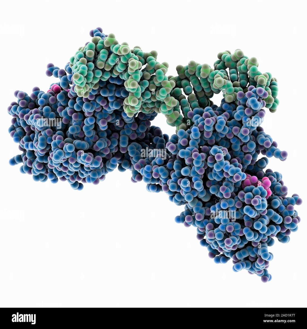 Transcription activator and DNA. Molecular model of the transcriptional ...