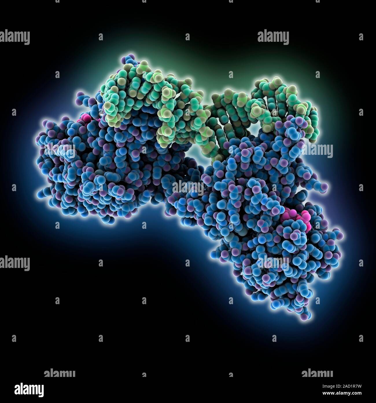 Transcription activator and DNA. Molecular model of the transcriptional ...