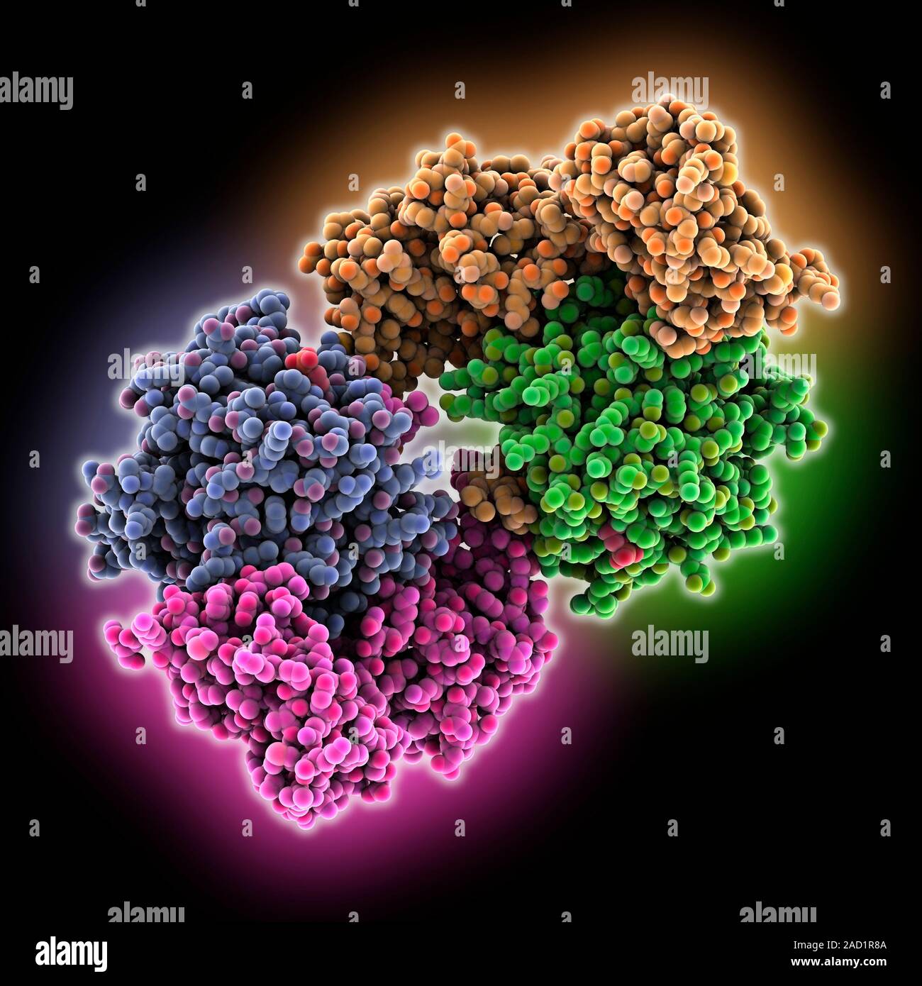 cAMP-dependent protein kinase, molecular model. This enzyme is also ...