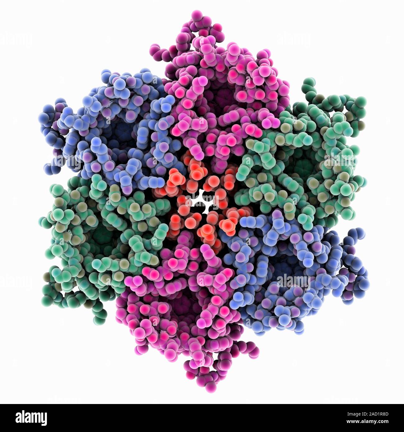 Urea channel. Molecular model of the proton-gated urea channel from the ...
