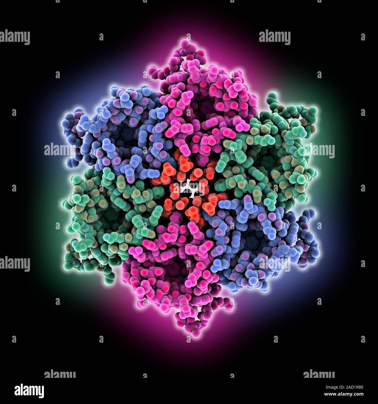 Urea channel. Molecular model of the proton-gated urea channel from the ...