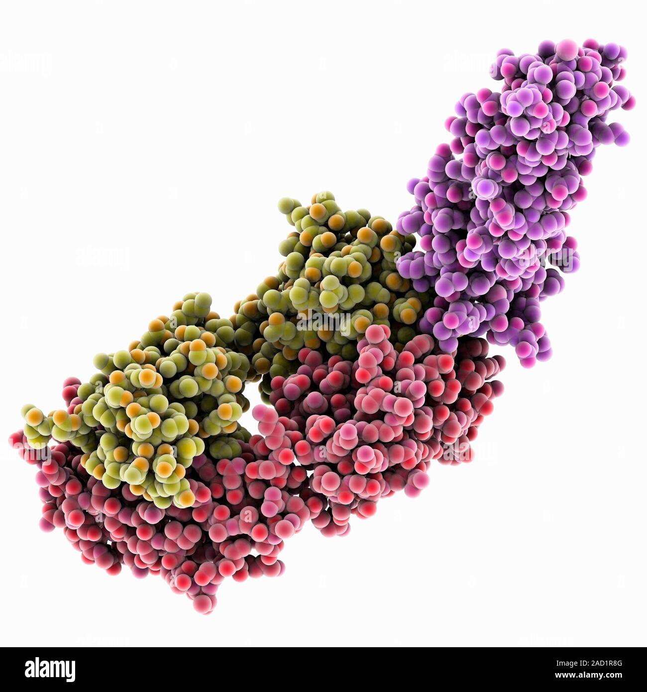 Leptin receptor. Molecular model of a leptin receptor complexed with an ...
