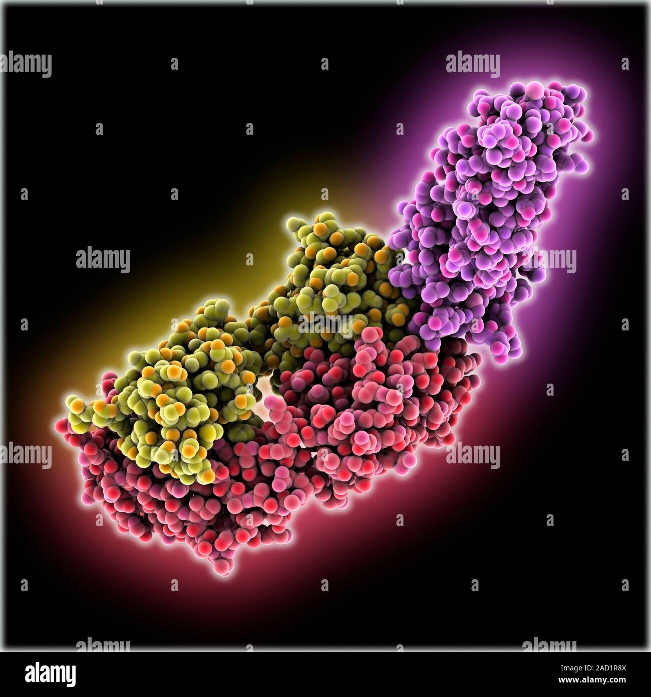 Leptin Receptor Molecular Model Of A Leptin Receptor Complexed With An