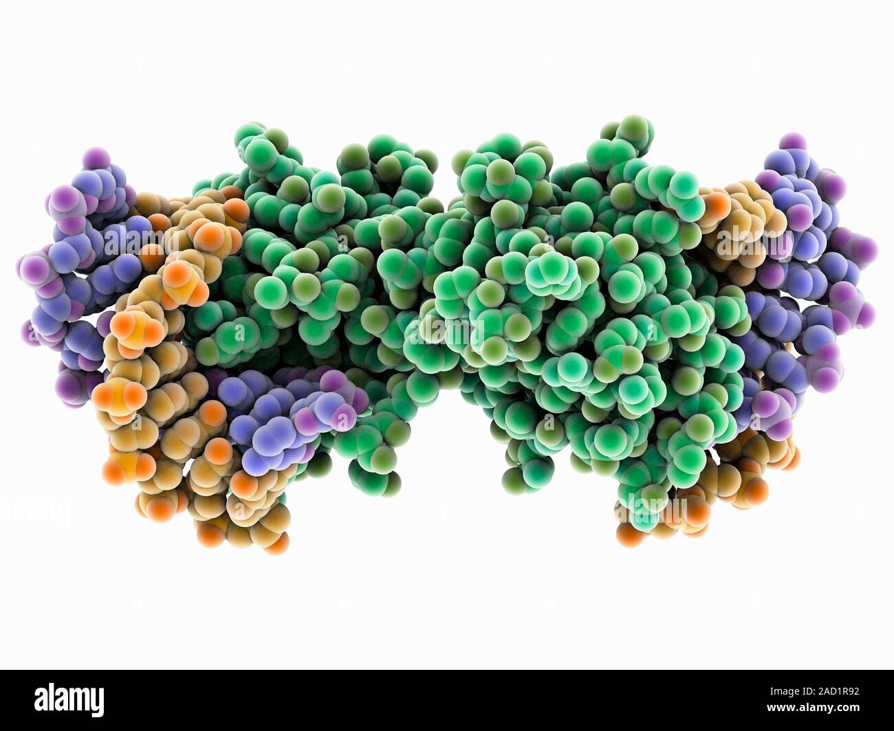 Transcription factor bound to DNA. Molecular model of the human ETS ...