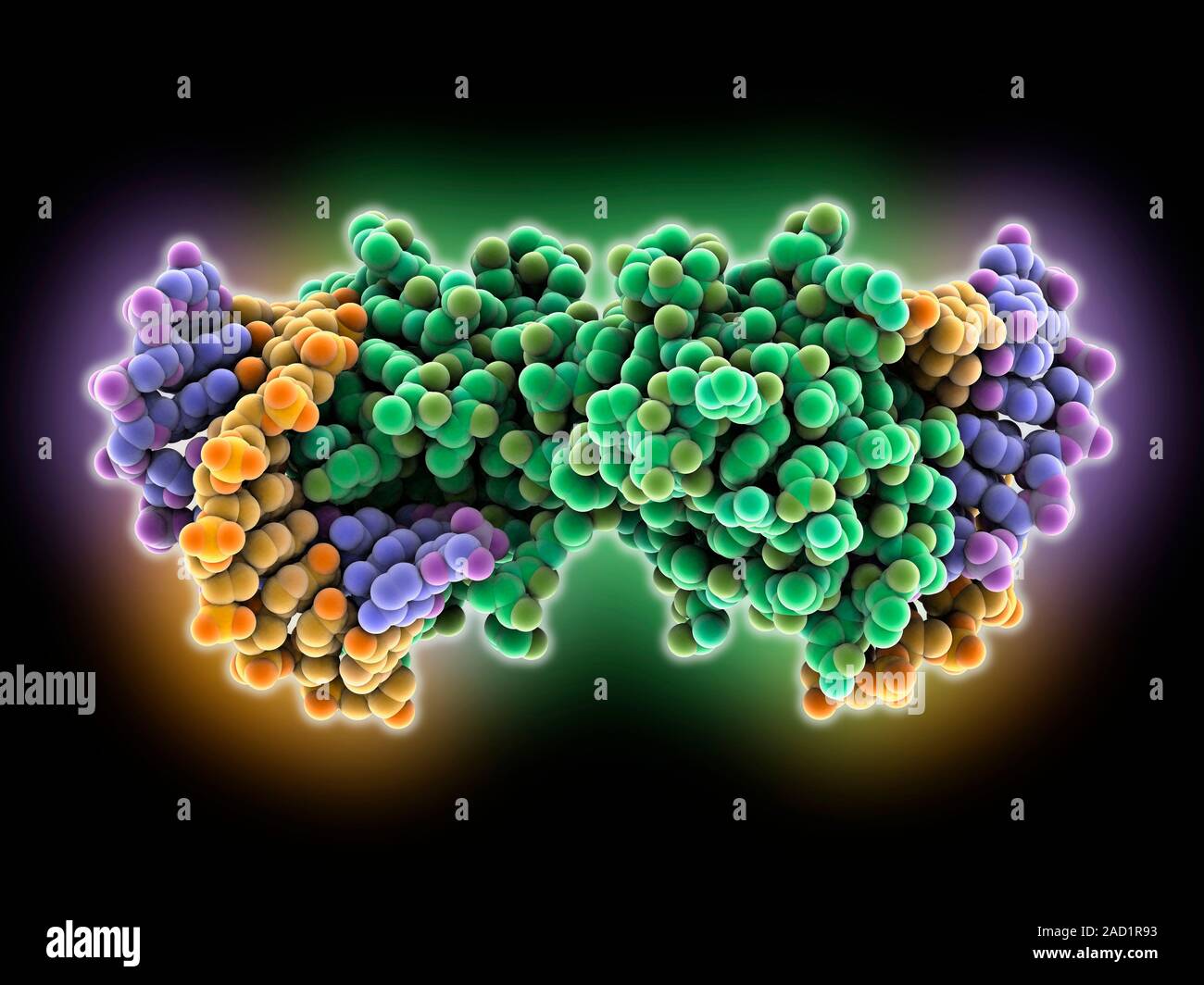 Transcription factor bound to DNA. Molecular model of the human ETS ...