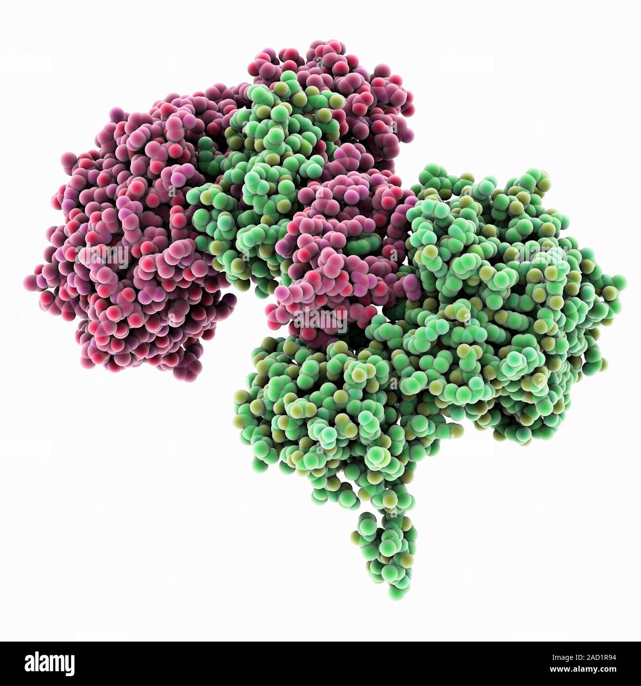 Human lysine-specific demethylase, molecular model. This enzyme removes ...