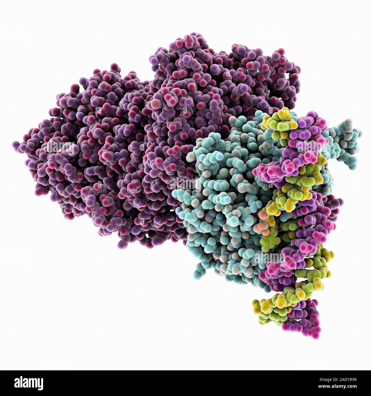 UV-damaged DNA-binding protein and DNA. Molecular model of UV-damaged DNA-binding protein (UV ...