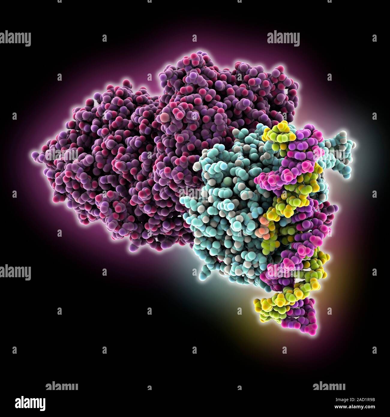UV-damaged DNA-binding protein and DNA. Molecular model of UV-damaged DNA-binding protein (UV ...
