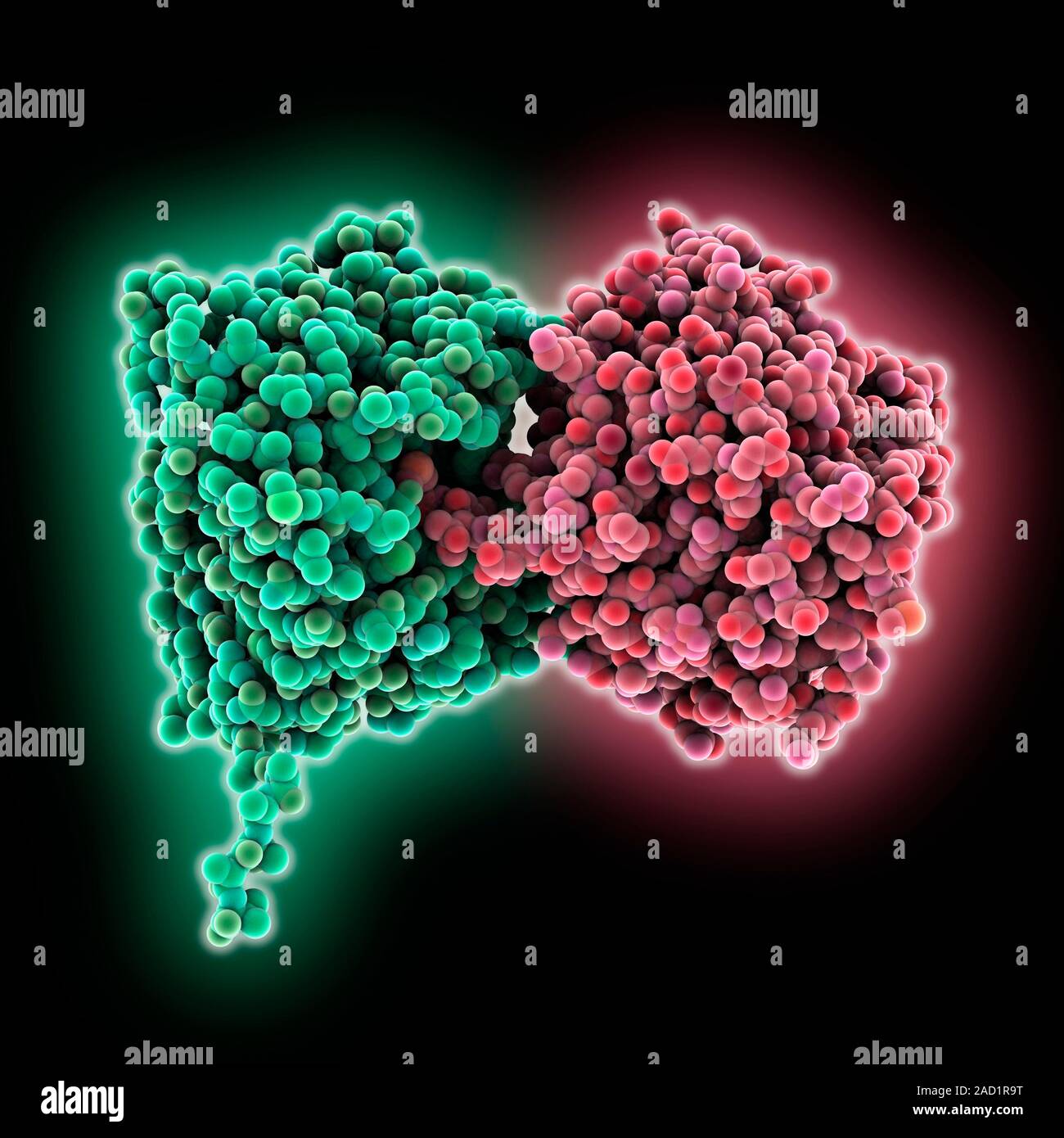 Methionine aminopeptidase, molecular model. This enzyme removes the ...