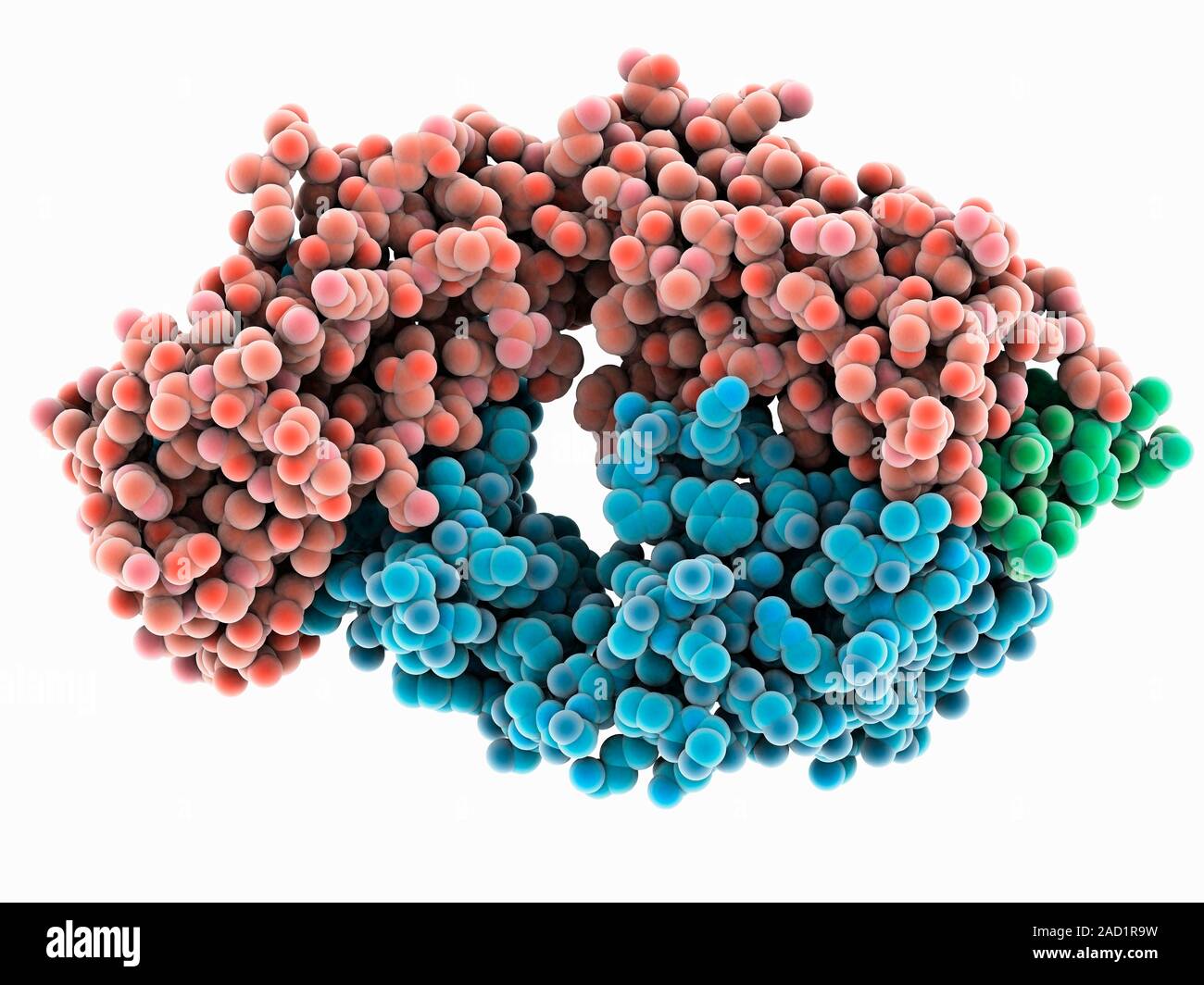 Hepatitis C glycoprotein and antibody. Molecular model of the E2 envelope glycoprotein from the ...