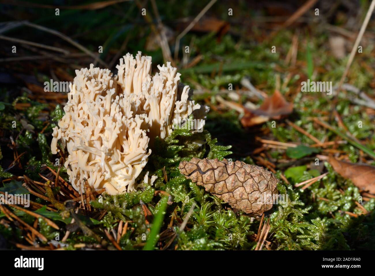Coral Mushroom Ramaria pallida & Pine Cone of Forest Floor Stock Photo ...