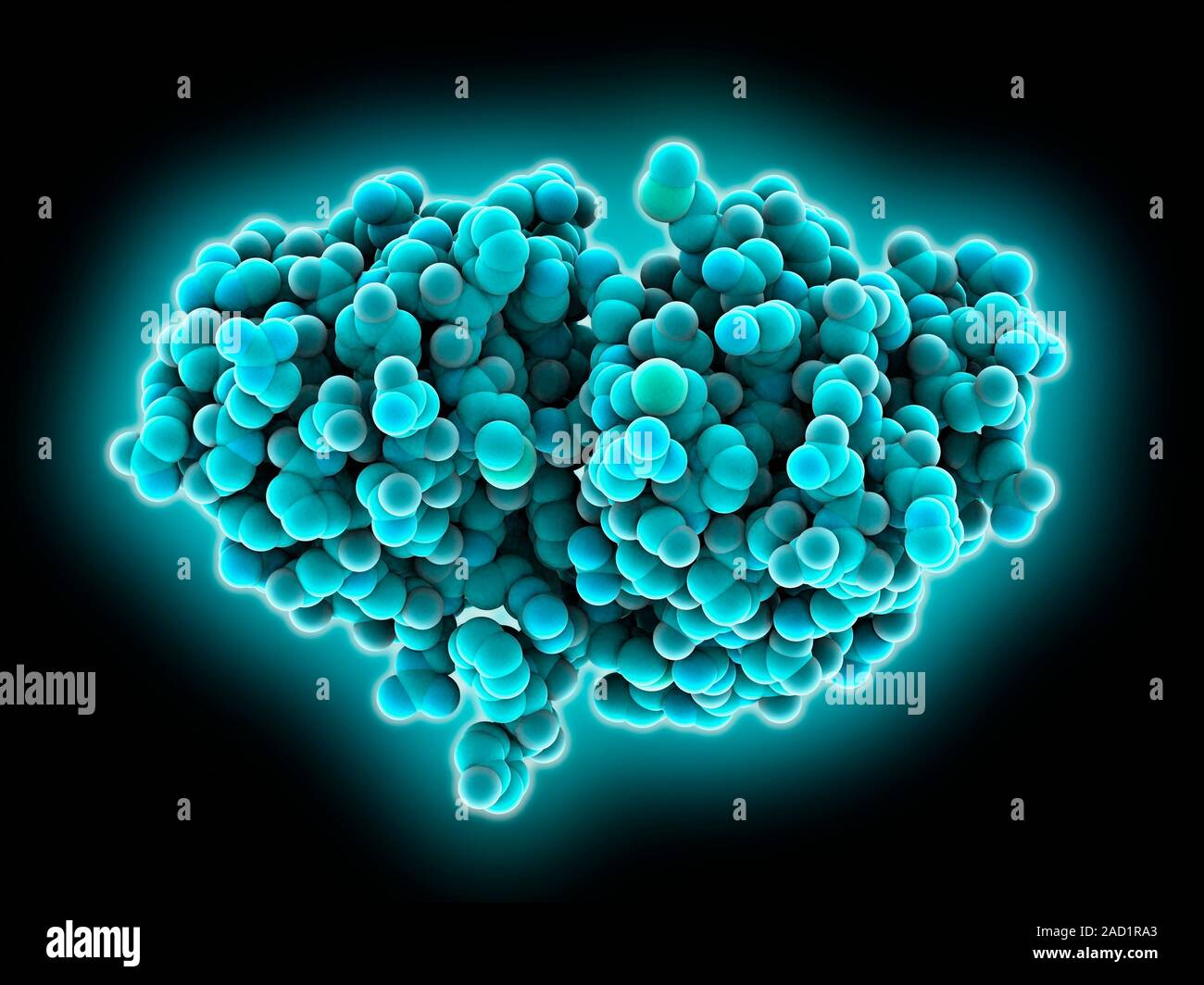 Eye lens protein. Molecular model of gammaB-crystallin, a protein found ...