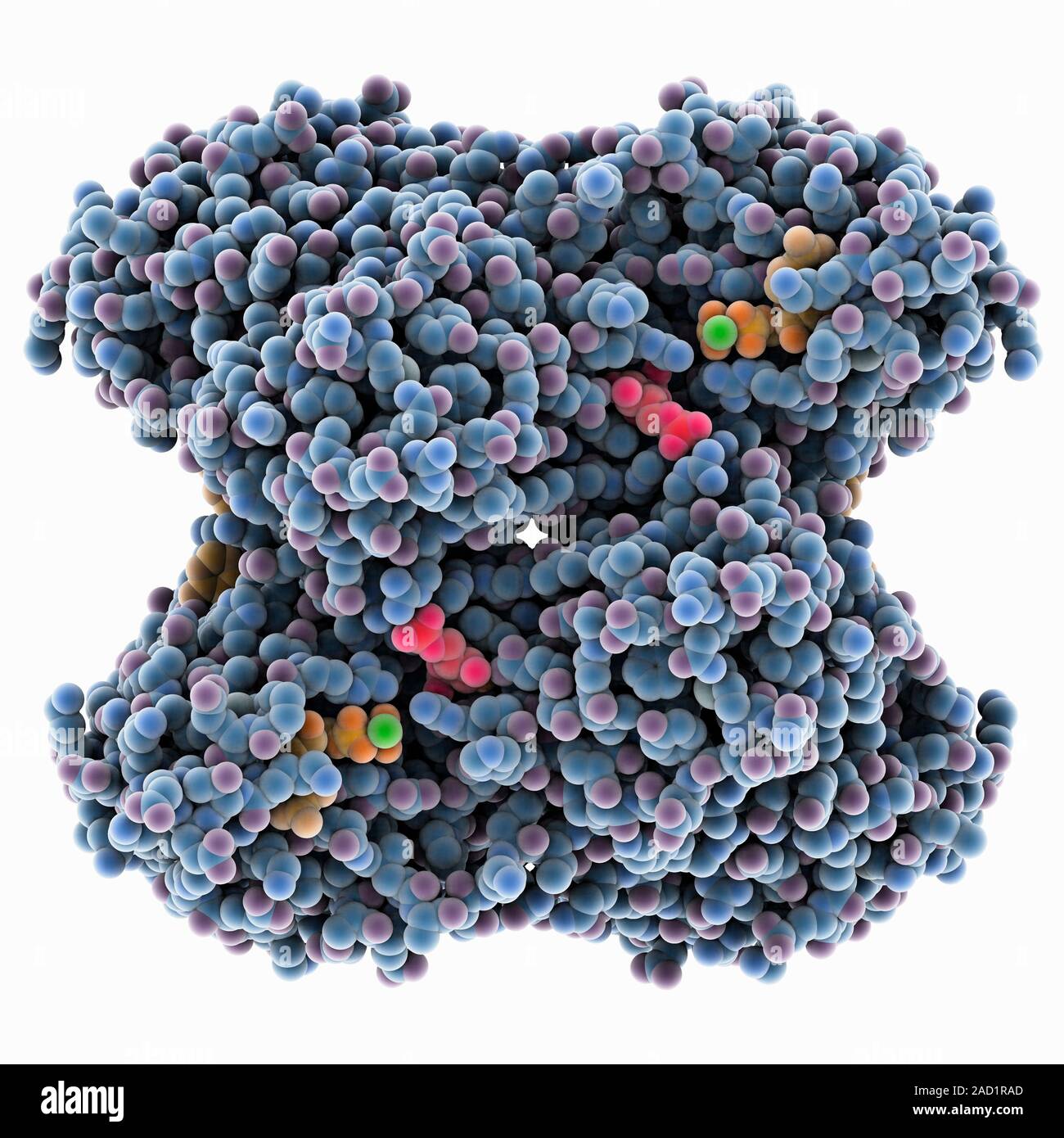 Phosphofructokinase enzyme, molecular model. This enzyme, from the ...