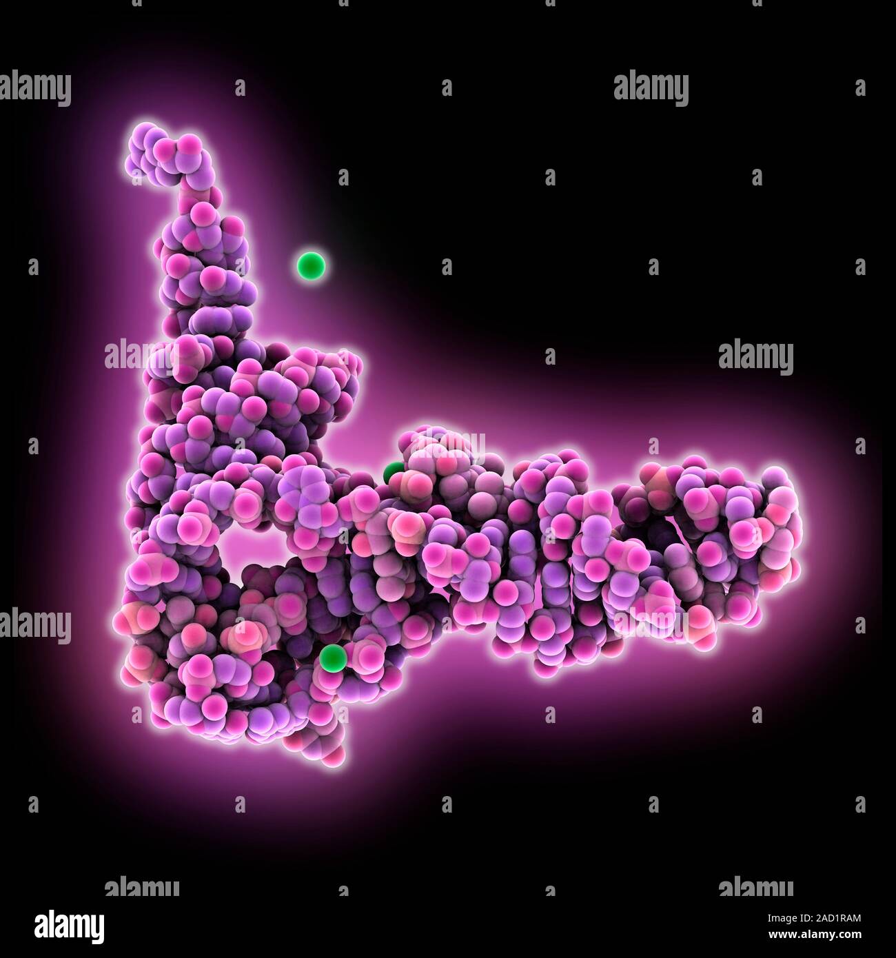 Transfer RNA (tRNA), molecular model. tRNA (transfer ribonucleic acid ...