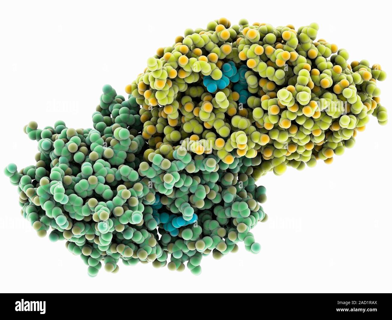 Alcohol dehydrogenase, molecular model. Alcohol dehydrogenase (ADH) is ...