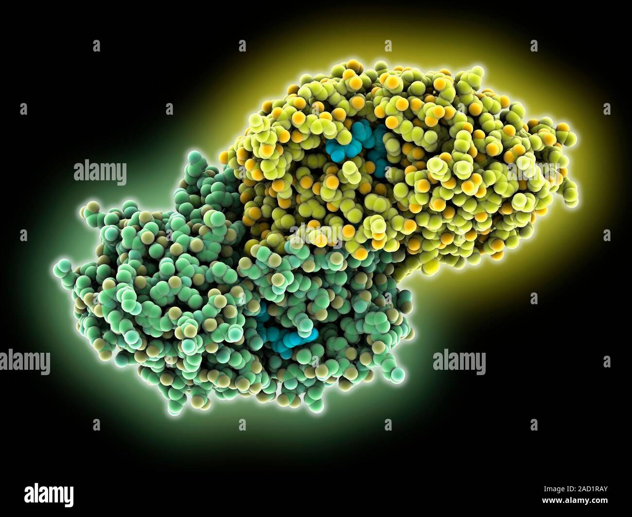 Alcohol dehydrogenase, molecular model. Alcohol dehydrogenase (ADH) is ...