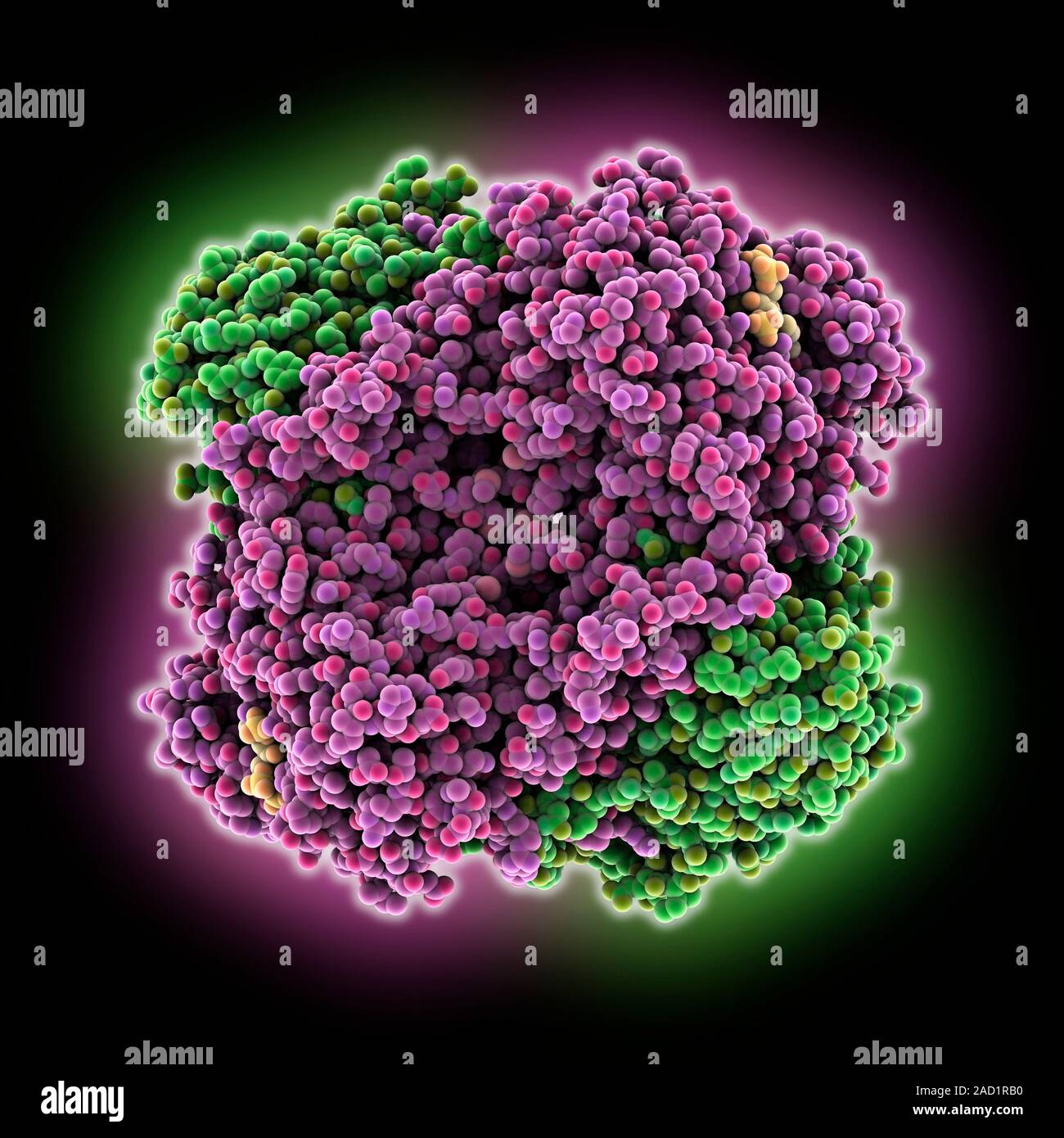 Catalase. Molecular model of catalase from a cow liver. This enzyme ...