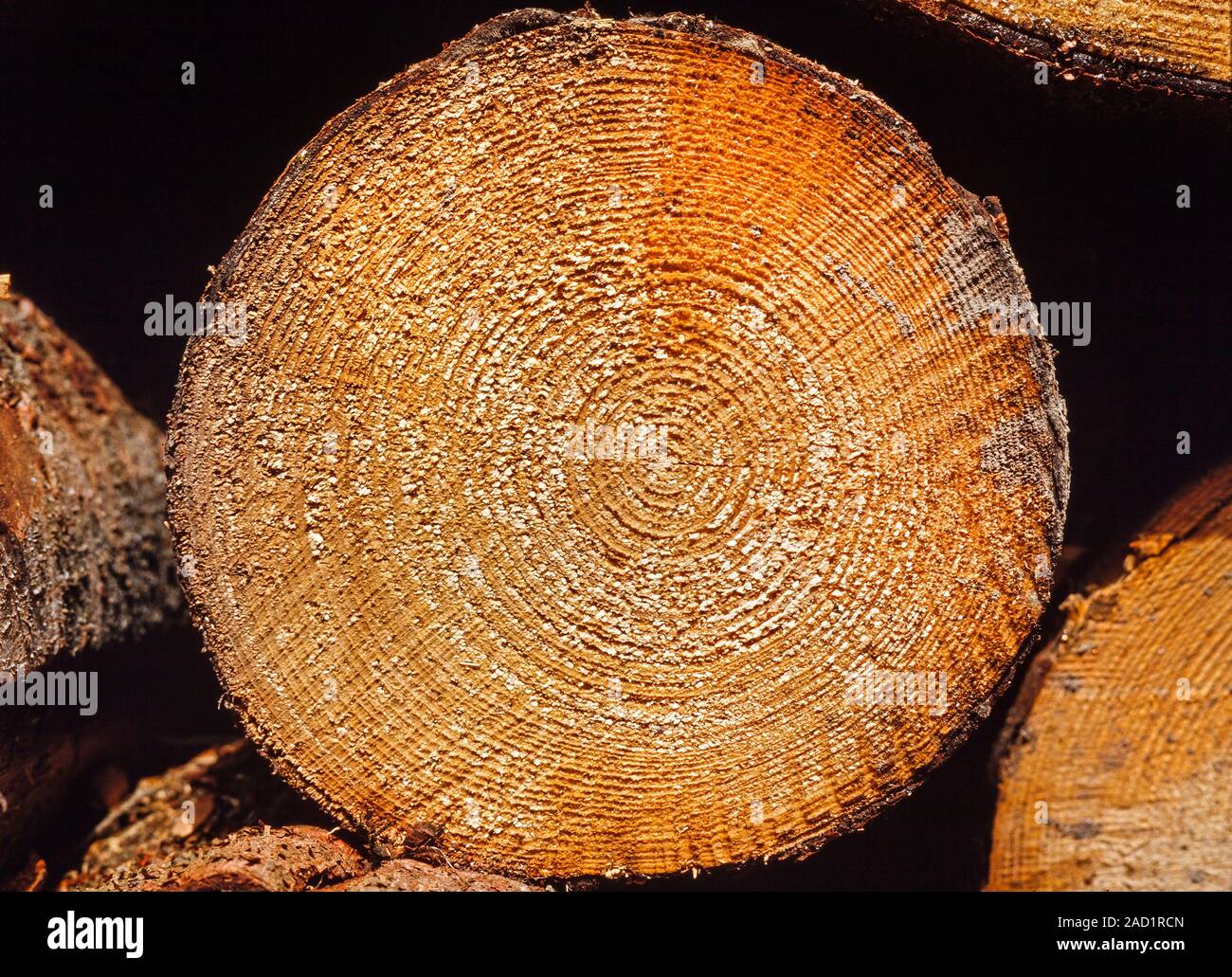 Annual growth rings hi-res stock photography and images - Alamy