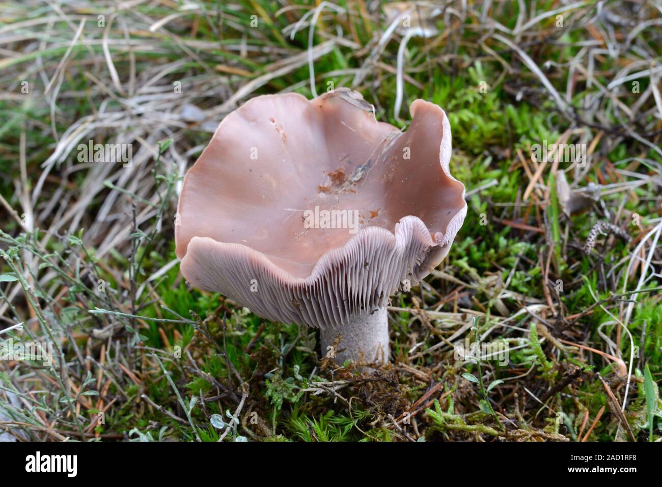 Blewit or Wood Blewit Mushroom, Collybia nuda, previously Lepista nuba ...