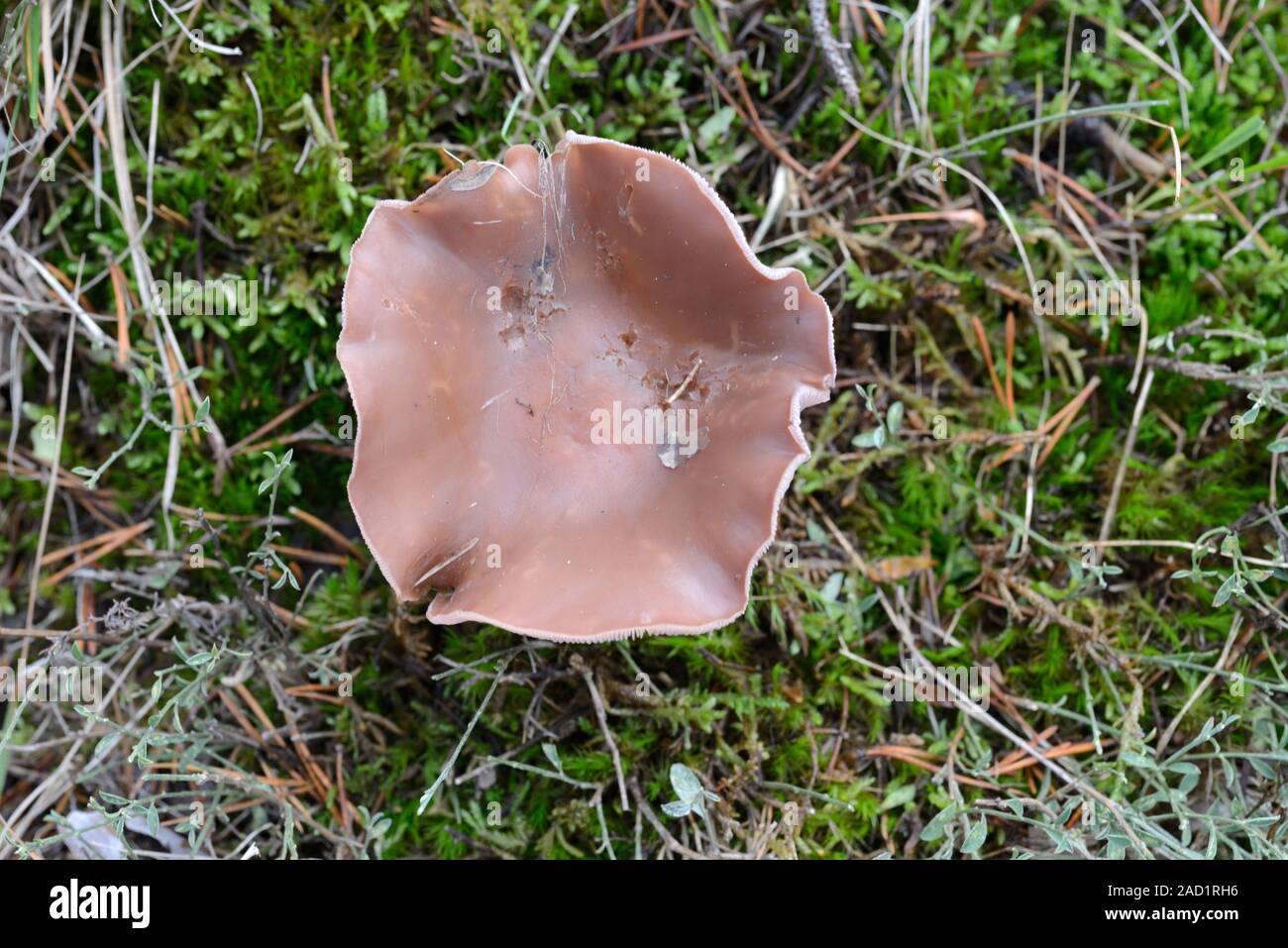 Blewit or Wood Blewit Mushroom, Collybia nuda, previously Lepista nuba ...