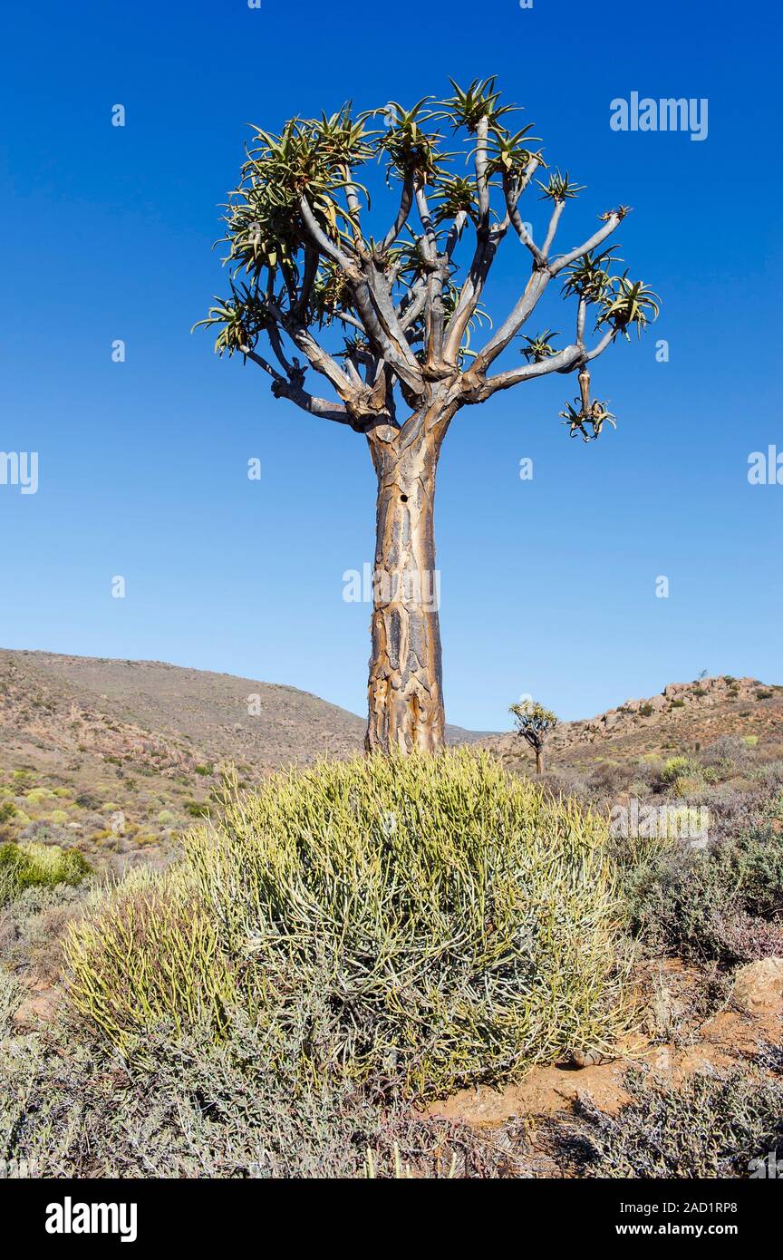 Quiver Tree (Aloe dichotoma). Photographed at Namaqua National Park ...