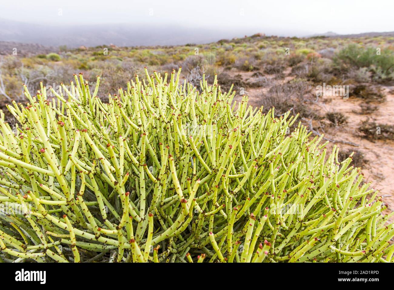 Geelmelkbos plants (Euphorbia mauritanica). Photographed at Namaqua ...
