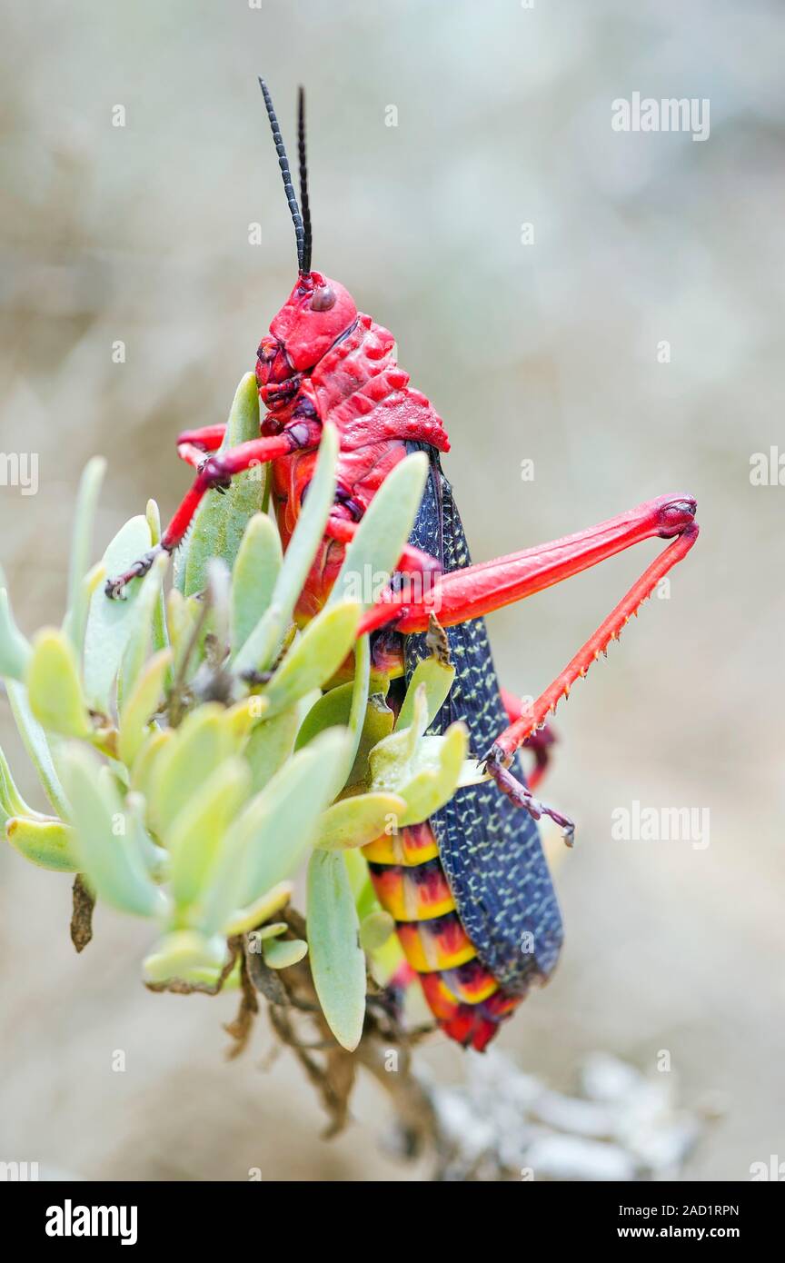 Common Milkweed Locust (Phymateus morbillosus). Photographed at Namaqua ...